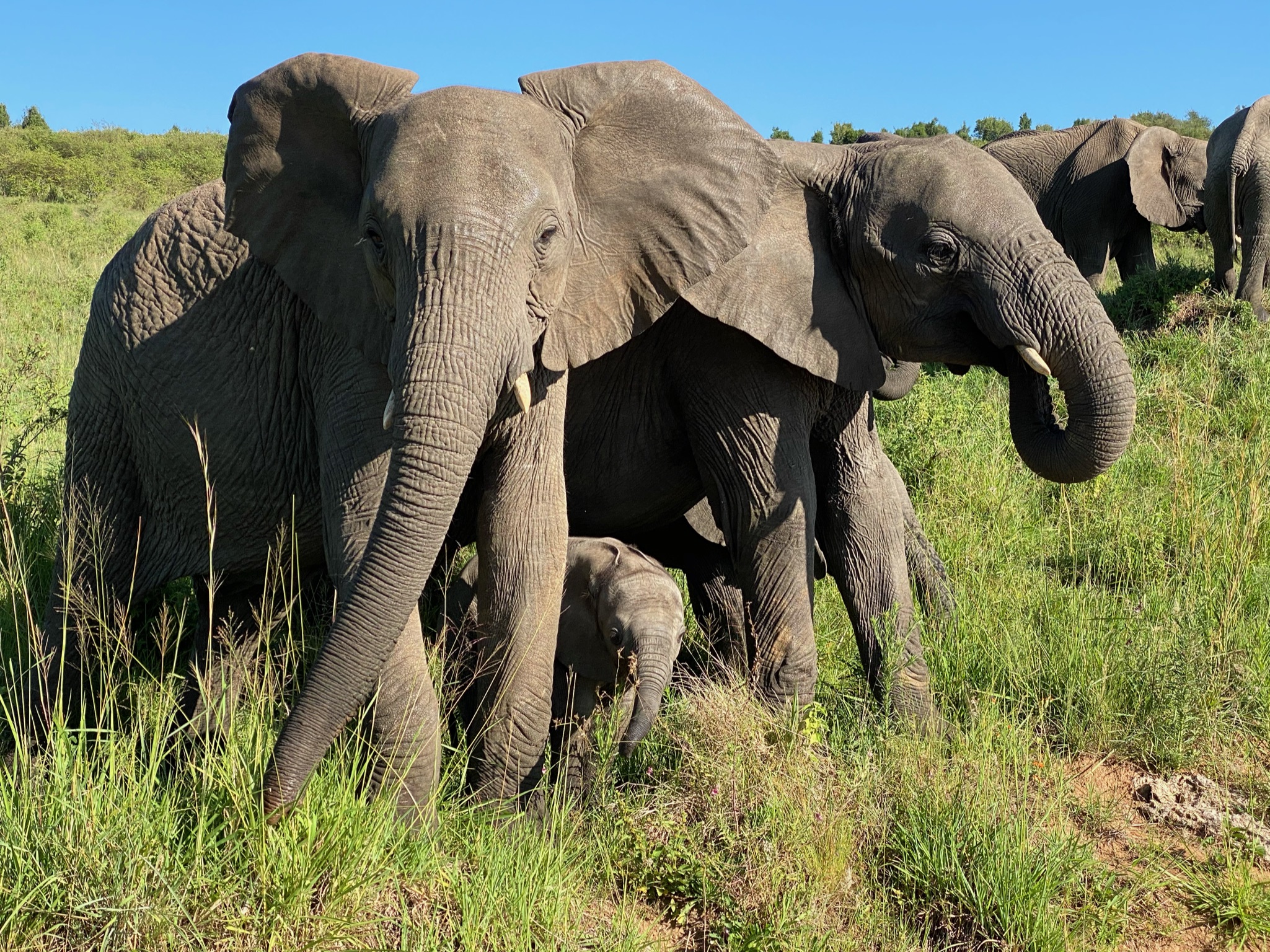 Kenya Tour Safaris
